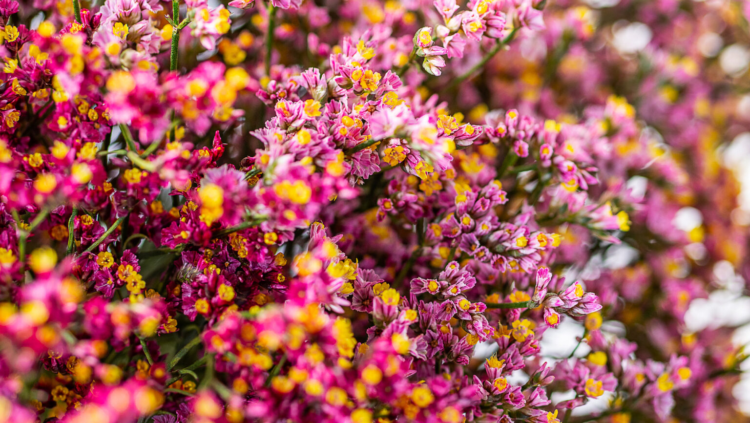 Fairtrade International's Digital Journey - TolaData